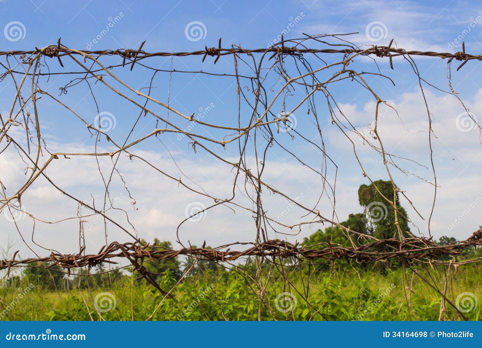 Tangled barbed wire stock photo. Image of barbed, business - 34164698