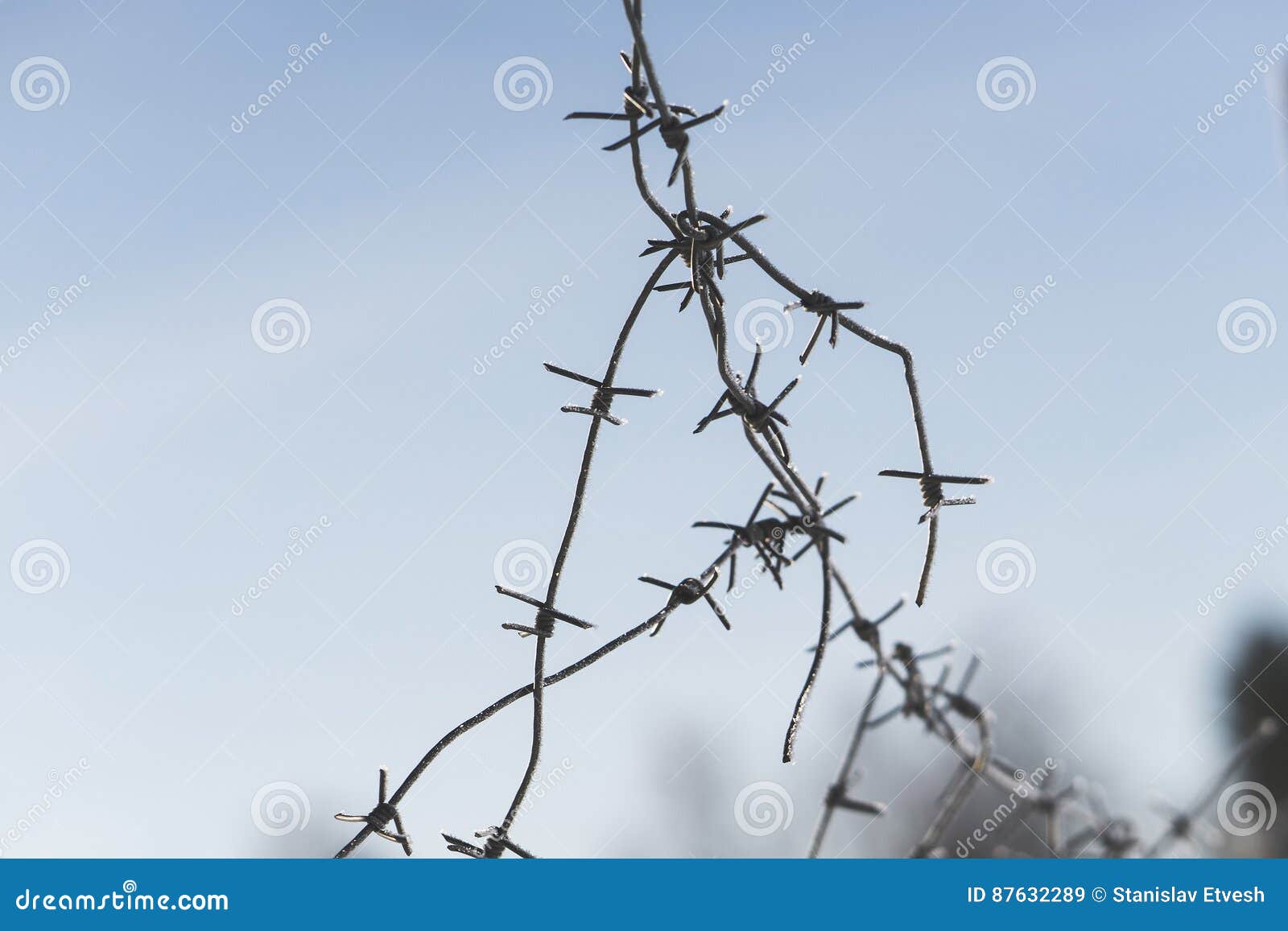 Tangled Barbed Wire. Focus with Shallow Depth of Field. Closeup Stock ...