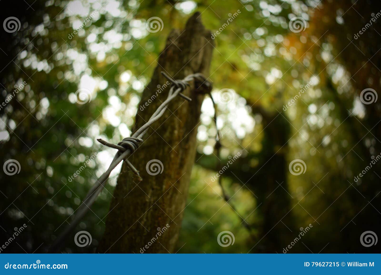 Tangled barbed wire stock image. Image of backdrop, autumn - 79627215