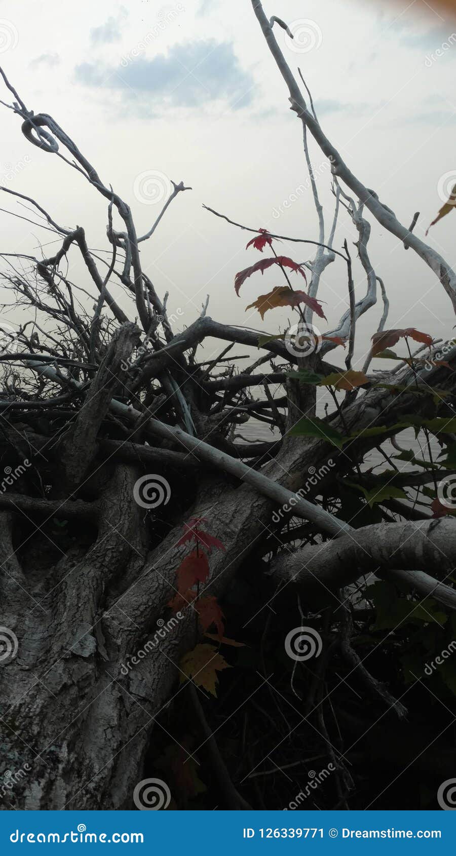 Tangled branch in sky stock image. Image of tangled - 126339771