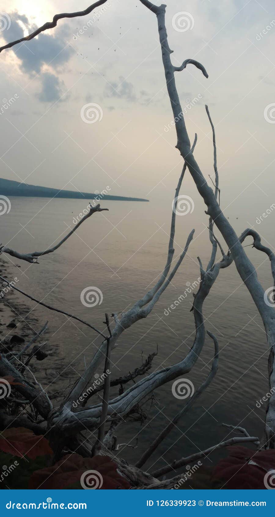 Tangled branch view stock image. Image of view, lake - 126339923