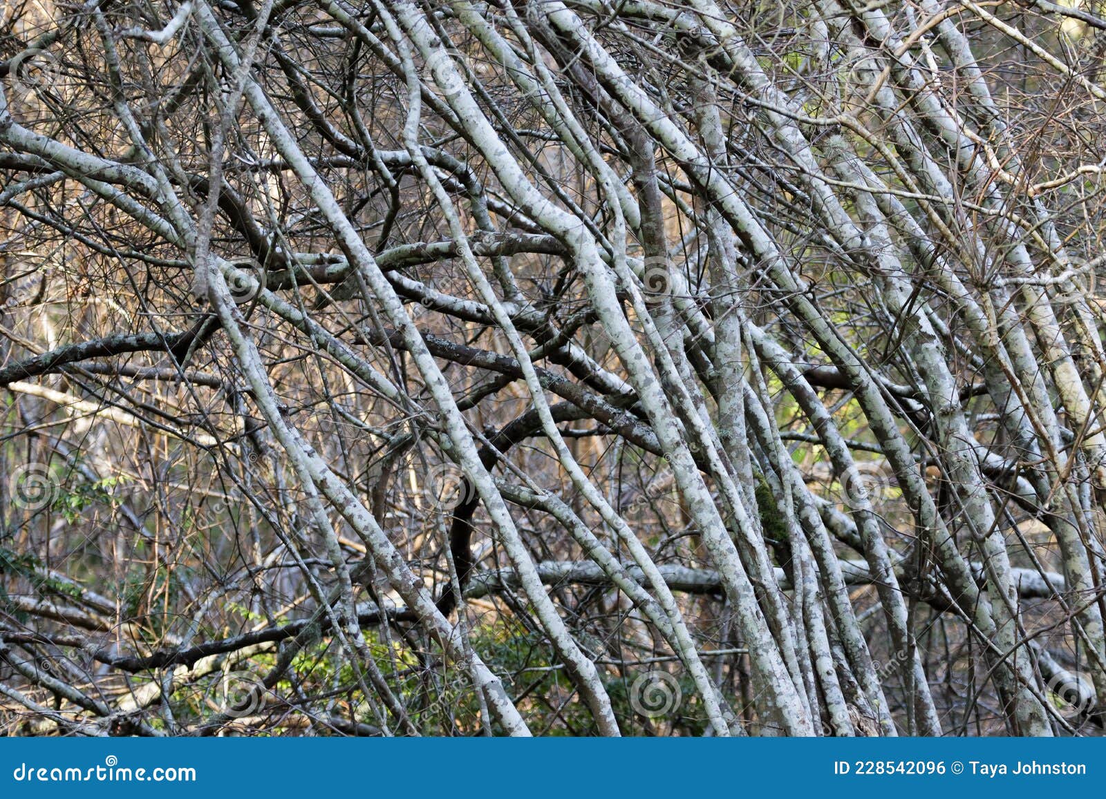 Tangled Branches of Bushes in Forest Clearing Stock Photo - Image of ...