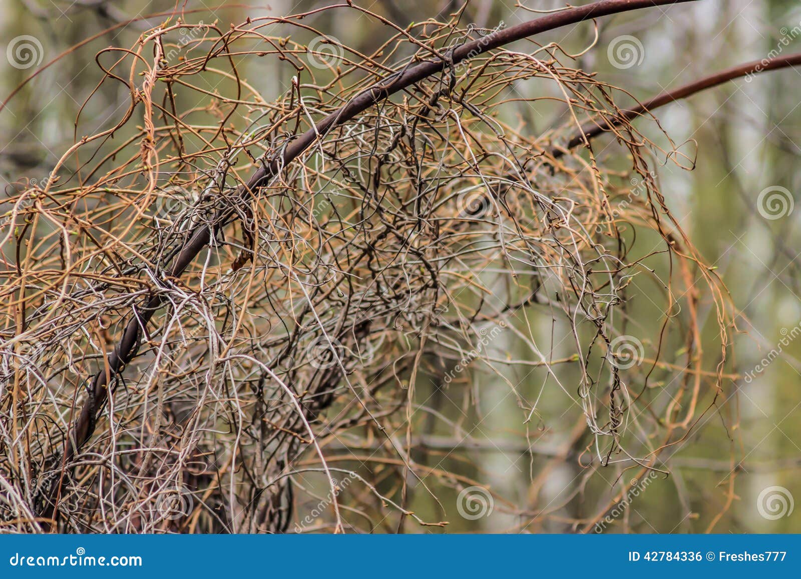 Tangled branches stock photo. Image of loach, weave, arch - 42784336