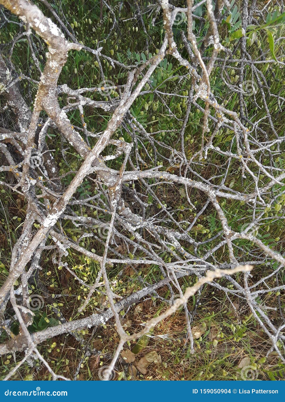 Tangled Branches & Leaves Stock Photo - Image of green, leaves: 159050904