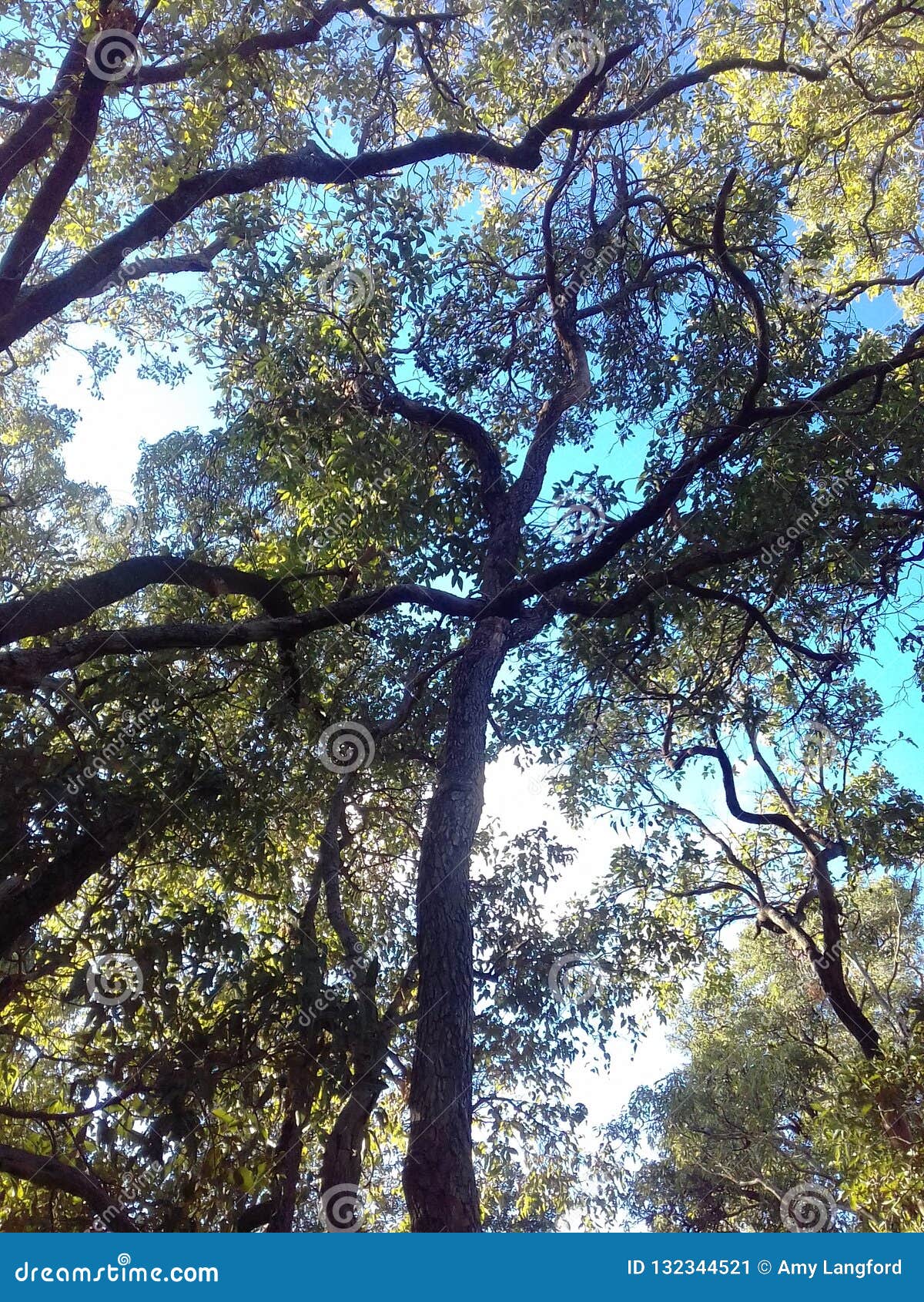 Tangled branches stock image. Image of branches, tangled - 132344521