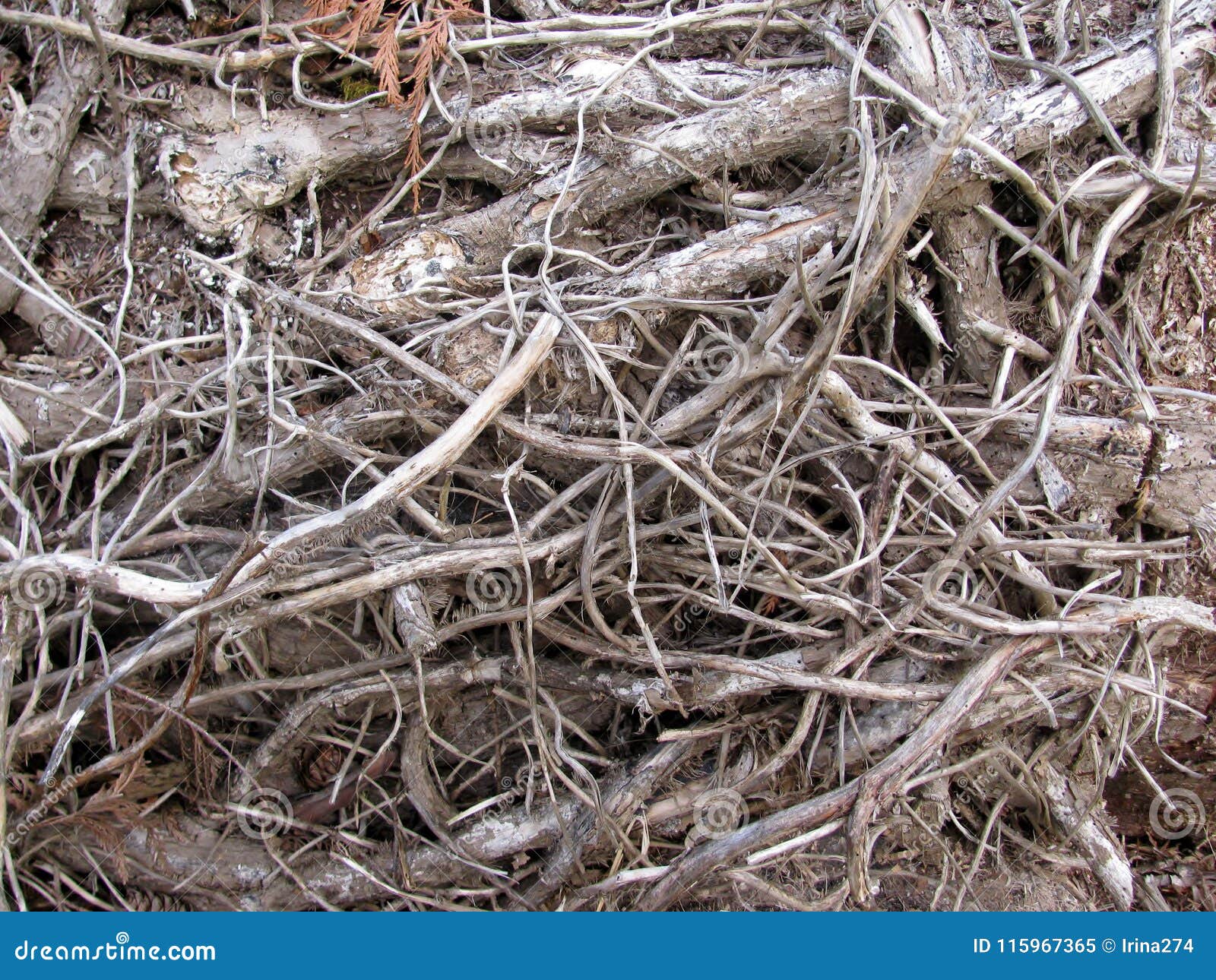 Tangled branches and roots stock image. Image of horizontal - 115967365