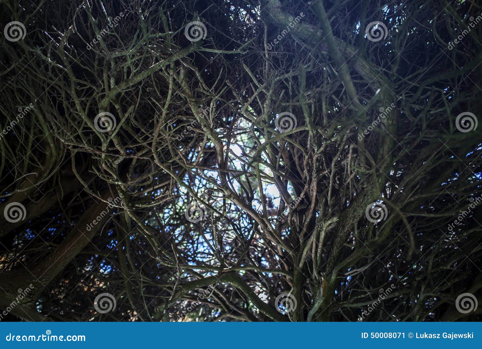 Tangled branches stock image. Image of together, forest - 50008071
