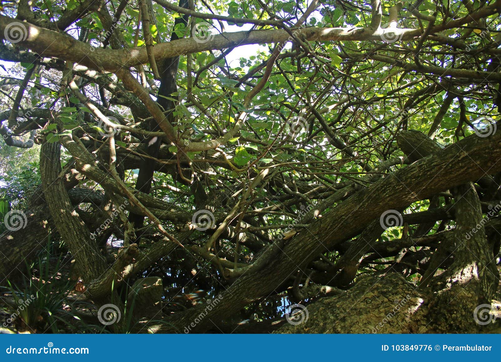 TANGLED BRANCHES and TRUNKS Stock Photo - Image of densly, light: 103849776