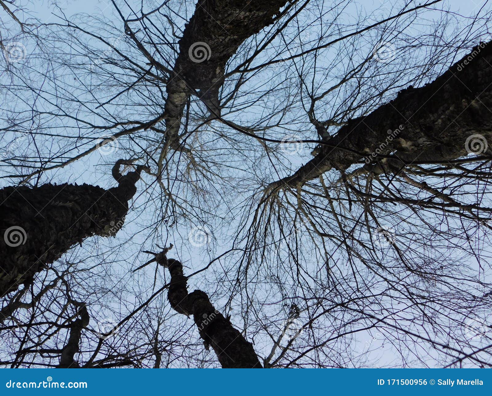 Tangled stock photo. Image of tree, forest, tangled - 171500956