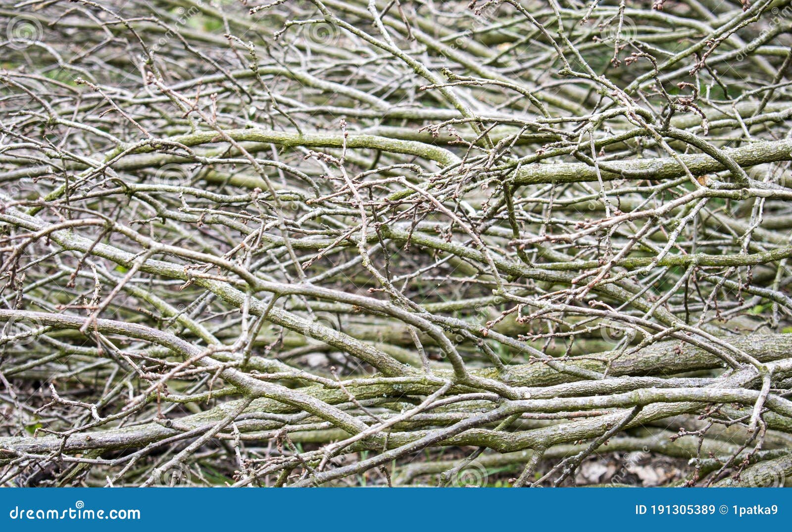 Tangled Bush / Branches / Shrubs Stock Image - Image of closeup, forest ...