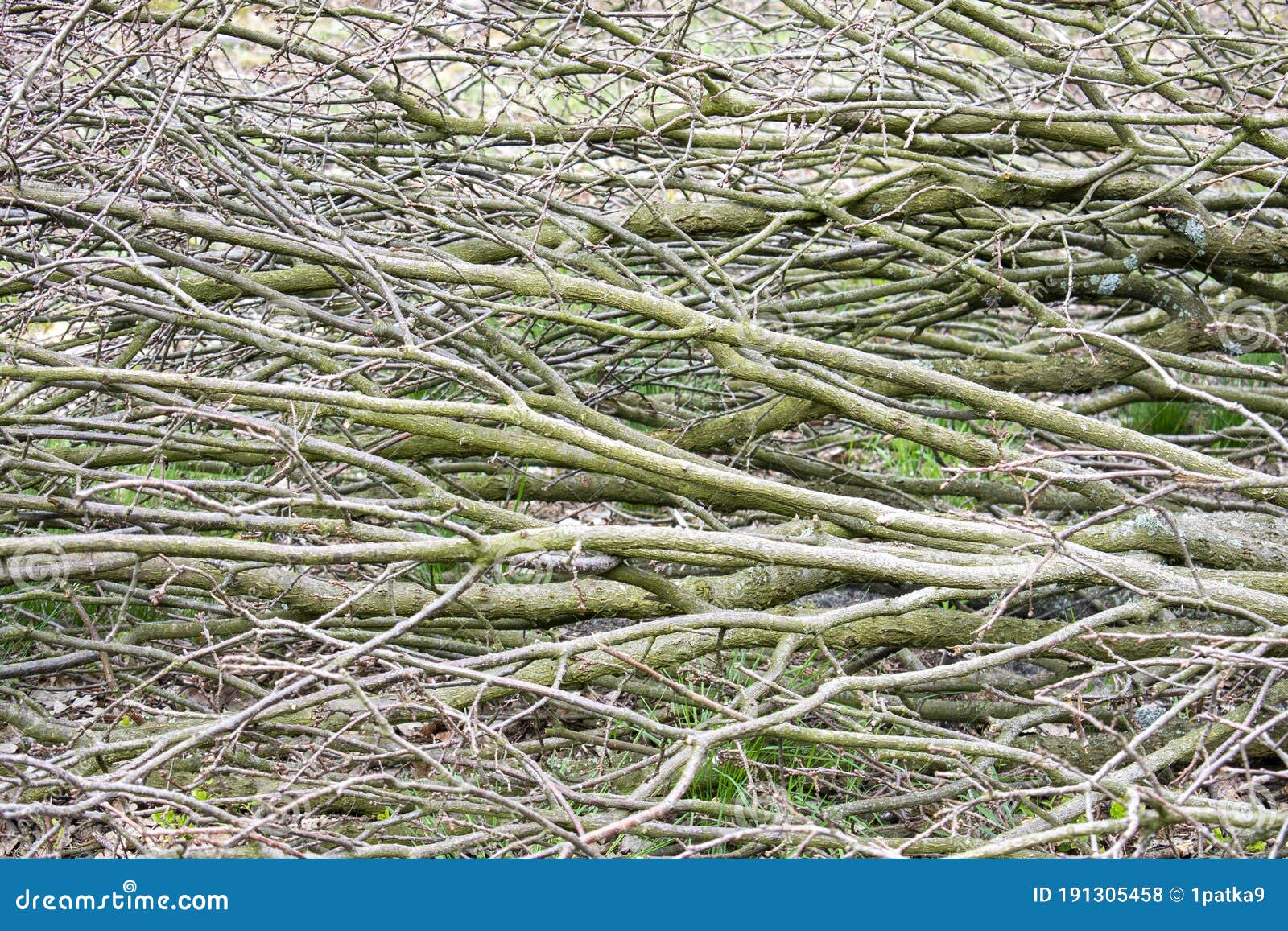 Tangled Bush / Branches / Shrubs Royalty-Free Stock Photo ...