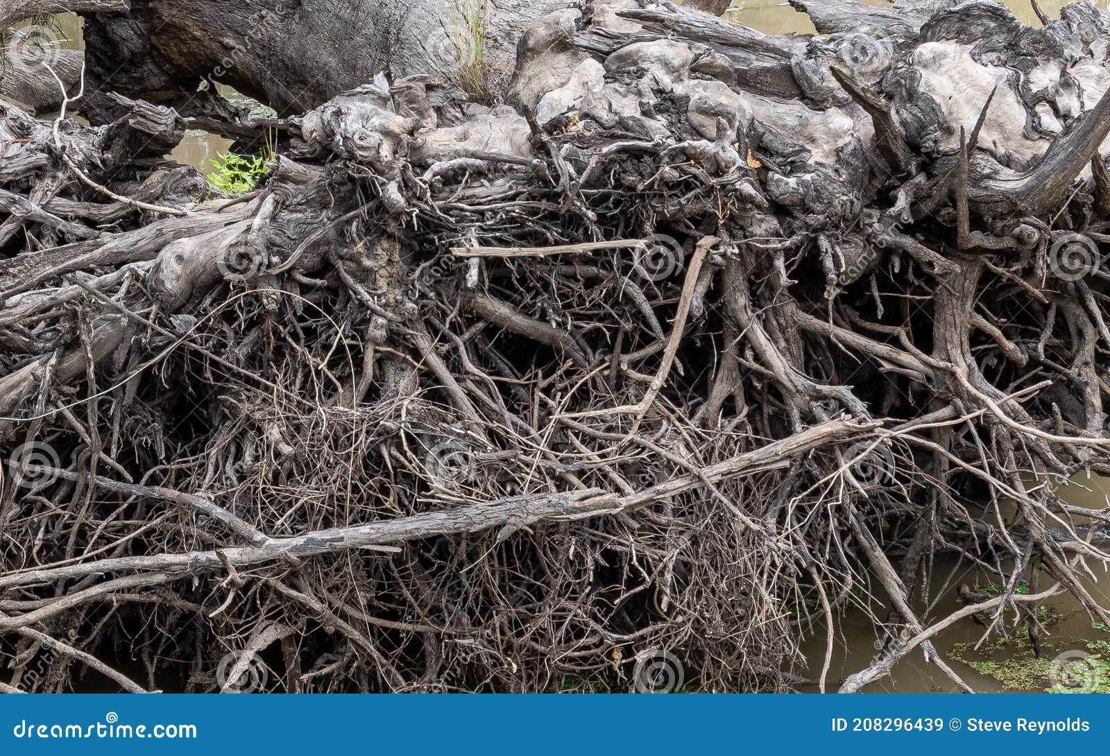 Tangled Tree Roots Stock Photo | CartoonDealer.com #2676084