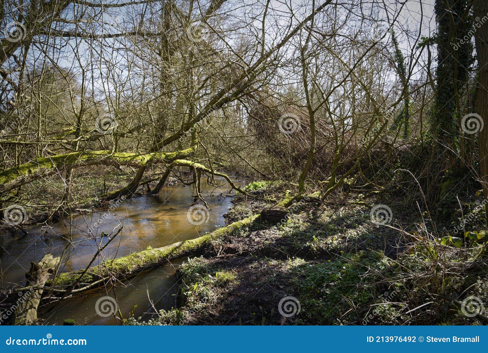 Tangled Fallen Trees Lie Across a Shallow Stream Stock Photo - Image of ...