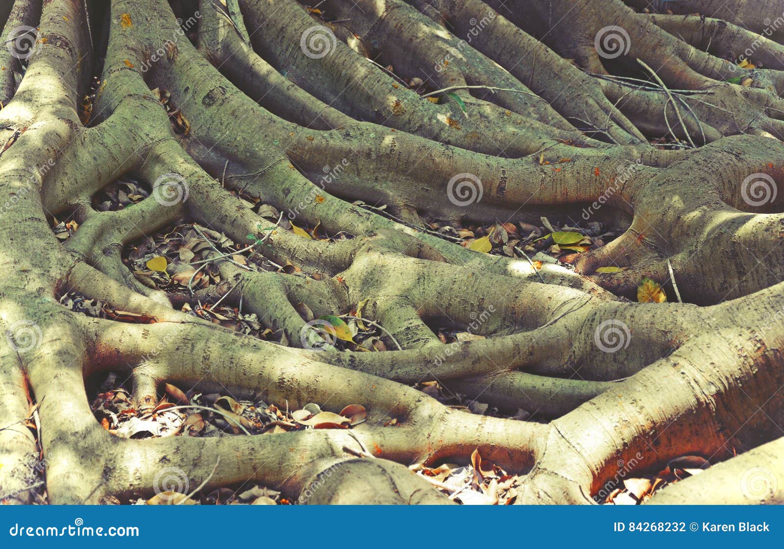 Tangled fig tree roots stock photo. Image of tangled - 84268232