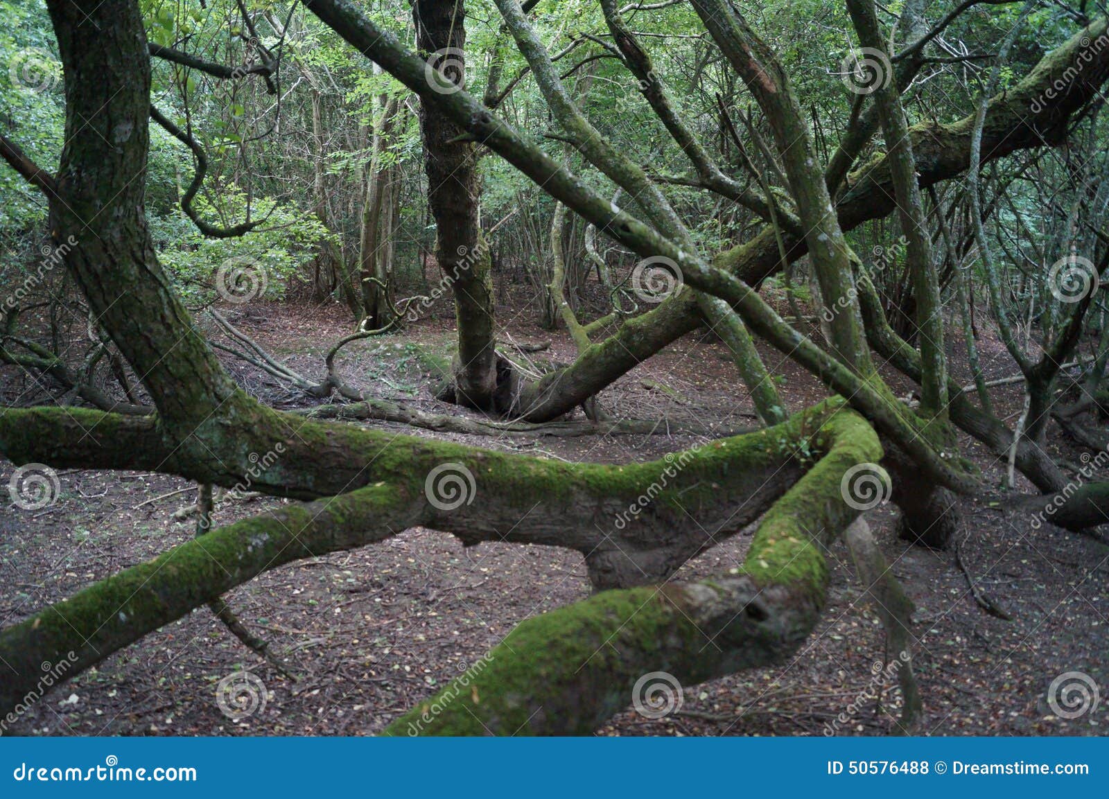 Tangled Forest stock photo. Image of woods, magical, glade - 50576488