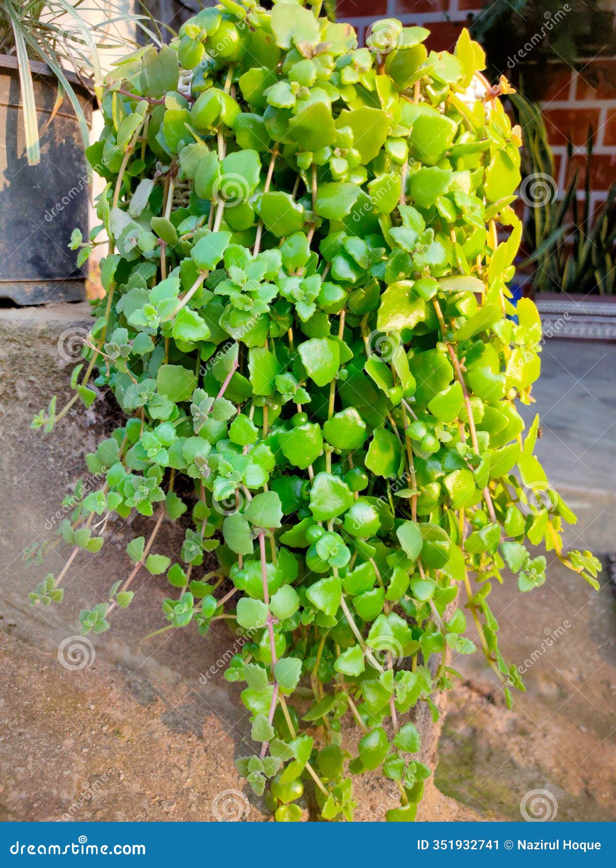 Tangled heart plants stock image. Image of hearts, green - 351932741