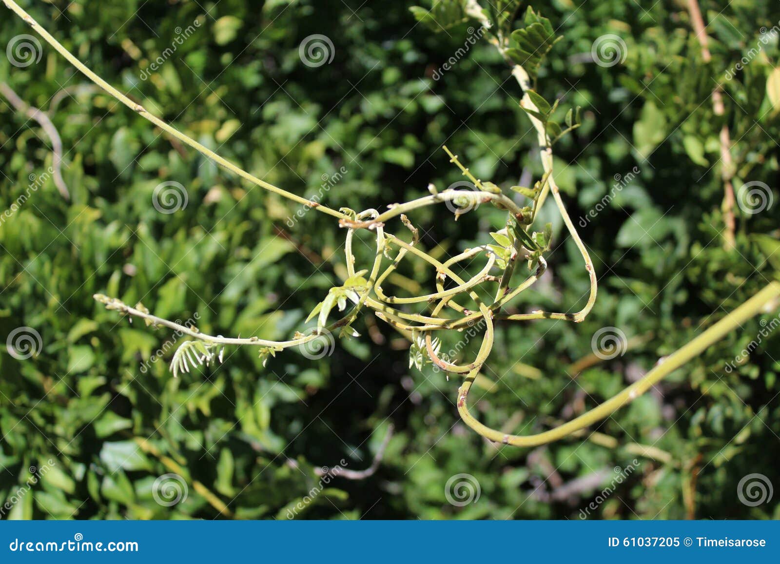 Tangled Ivy stock image. Image of vegetation, detail - 61037205