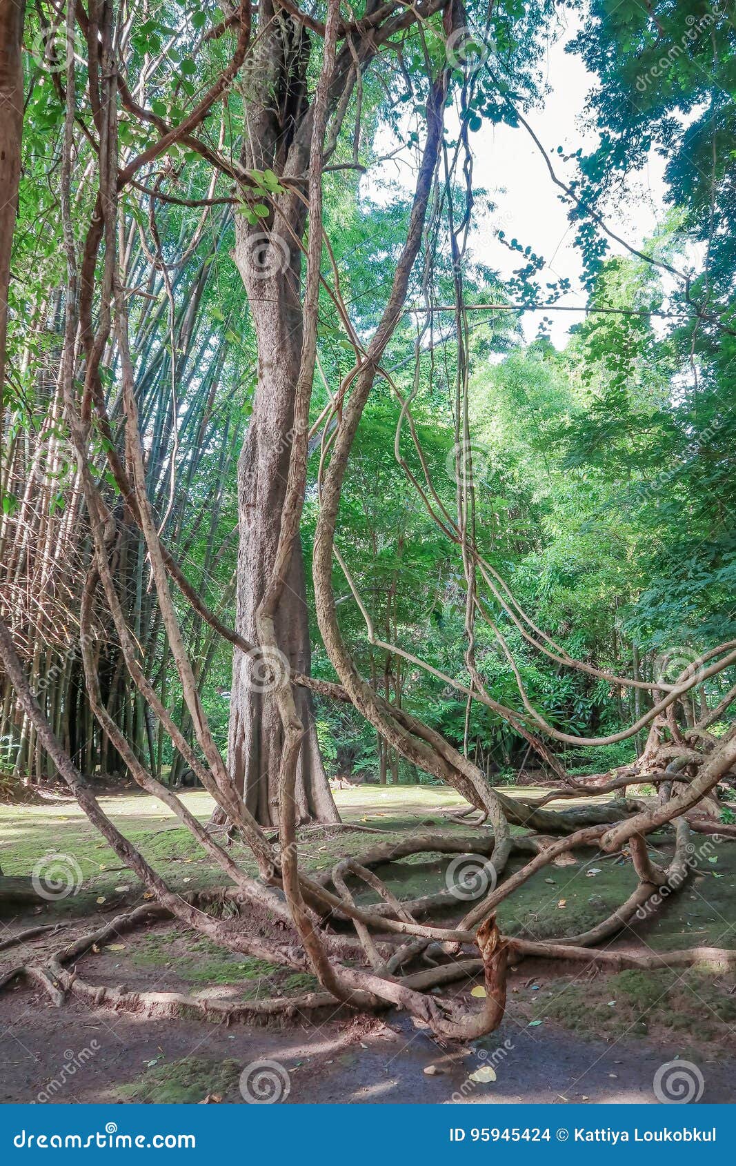 Tangled Lianas In The Forest Stock Photo | CartoonDealer.com #95945424