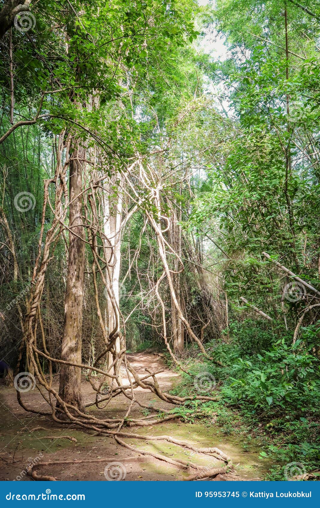 Tangled Lianas In The Forest Royalty-Free Stock Photography ...
