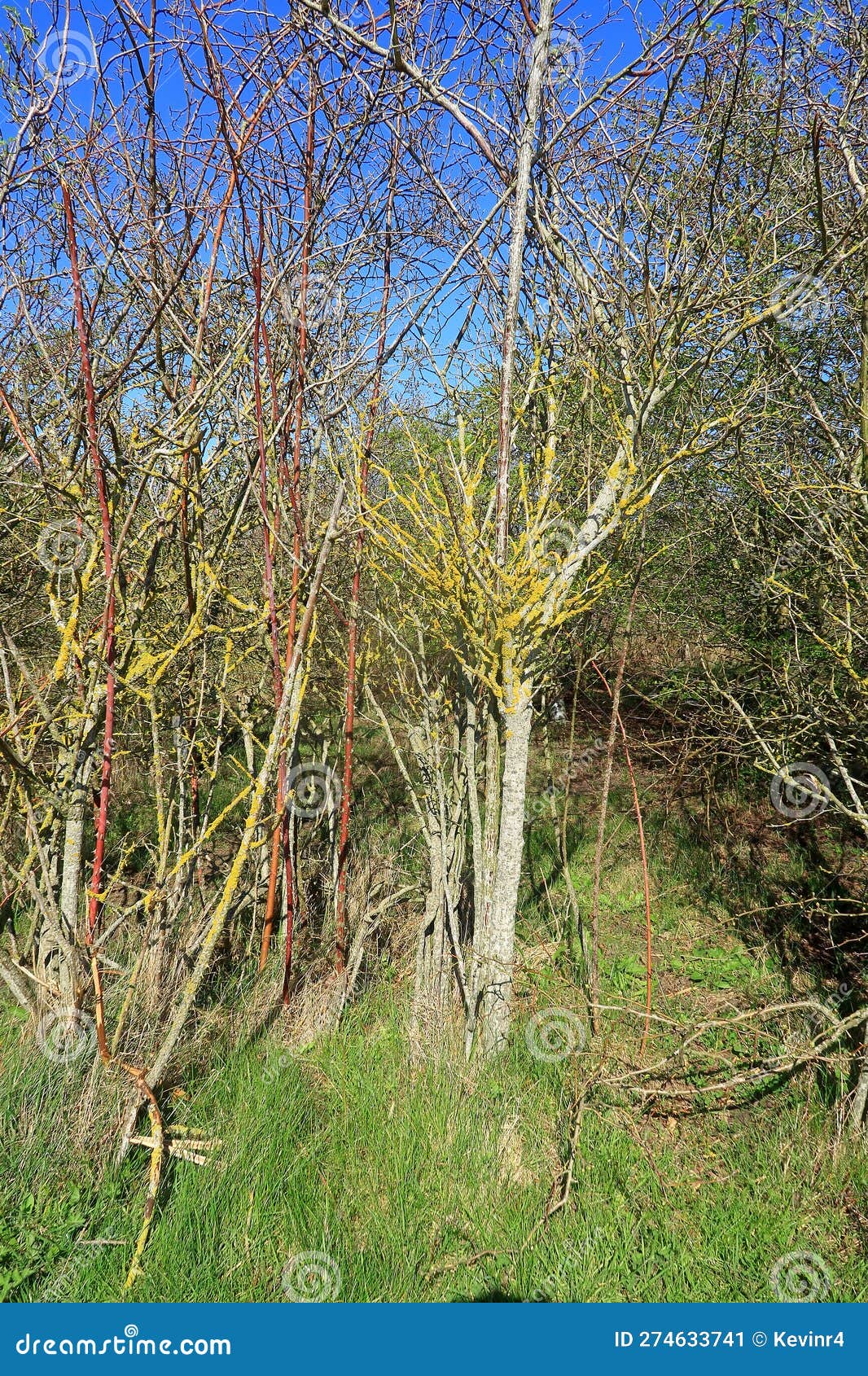 Tangled Mess of Old Bare Tree Branches Stock Image - Image of outdoors ...