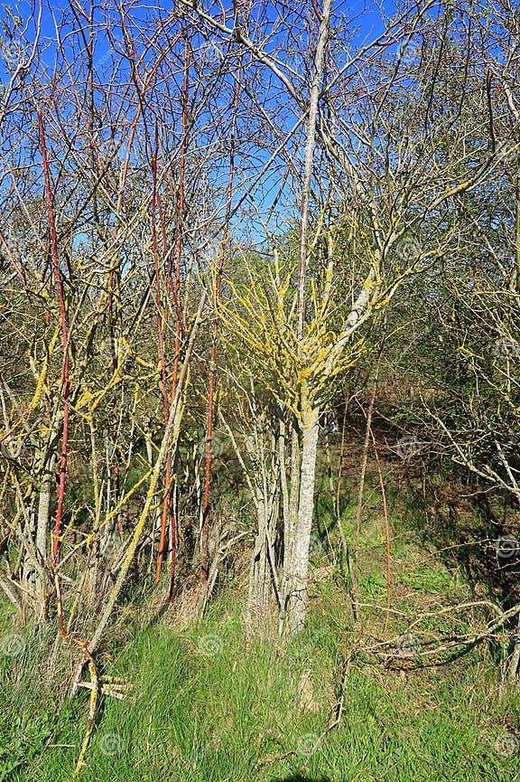 Tangled Mess of Old Bare Tree Branches Stock Image - Image of outdoors ...