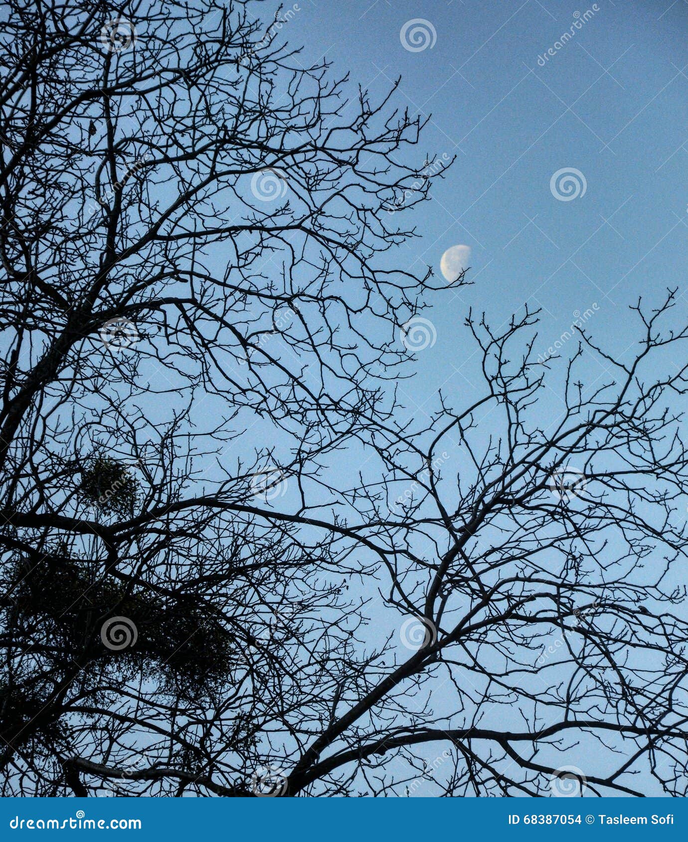 Tangled Moon stock photo. Image of evening, revoshotsphotography - 68387054