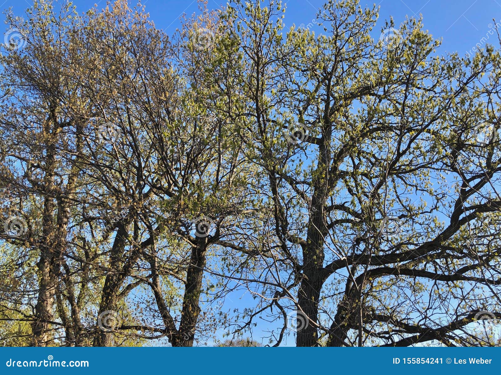 Tangled Oak Tree Background Stock Image - Image of amazing, epping ...