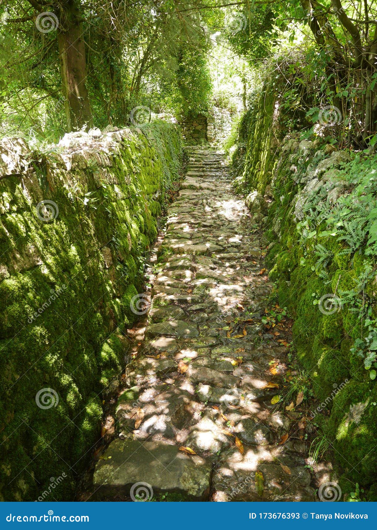 A tangled path stock image. Image of plants, lost, mountains - 173676393