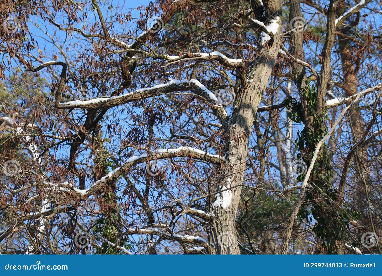 Tangled Robinia in Winter stock image. Image of black - 299744013