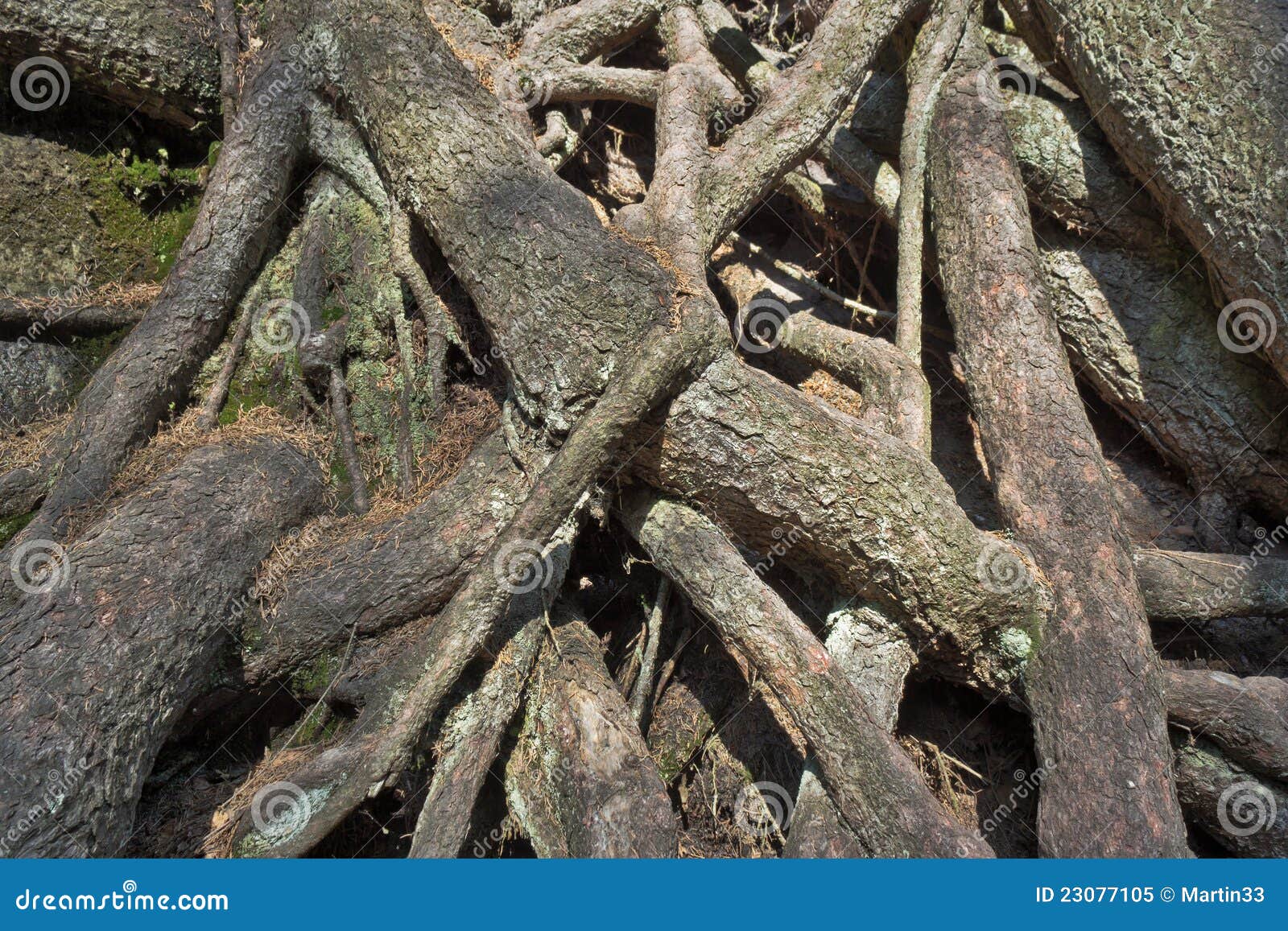 Tangled roots stock image. Image of roots, root, forest - 23077105