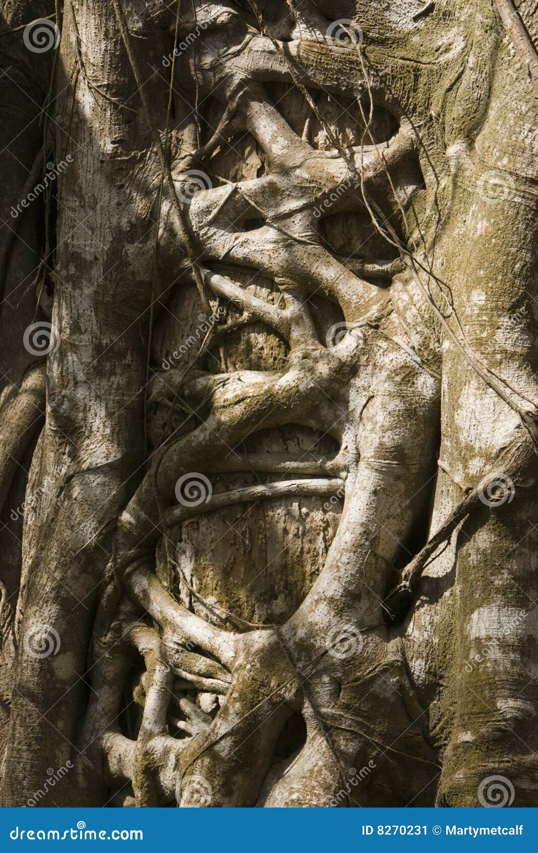 Tangled Roots stock image. Image of plant, weave, roots - 8270231