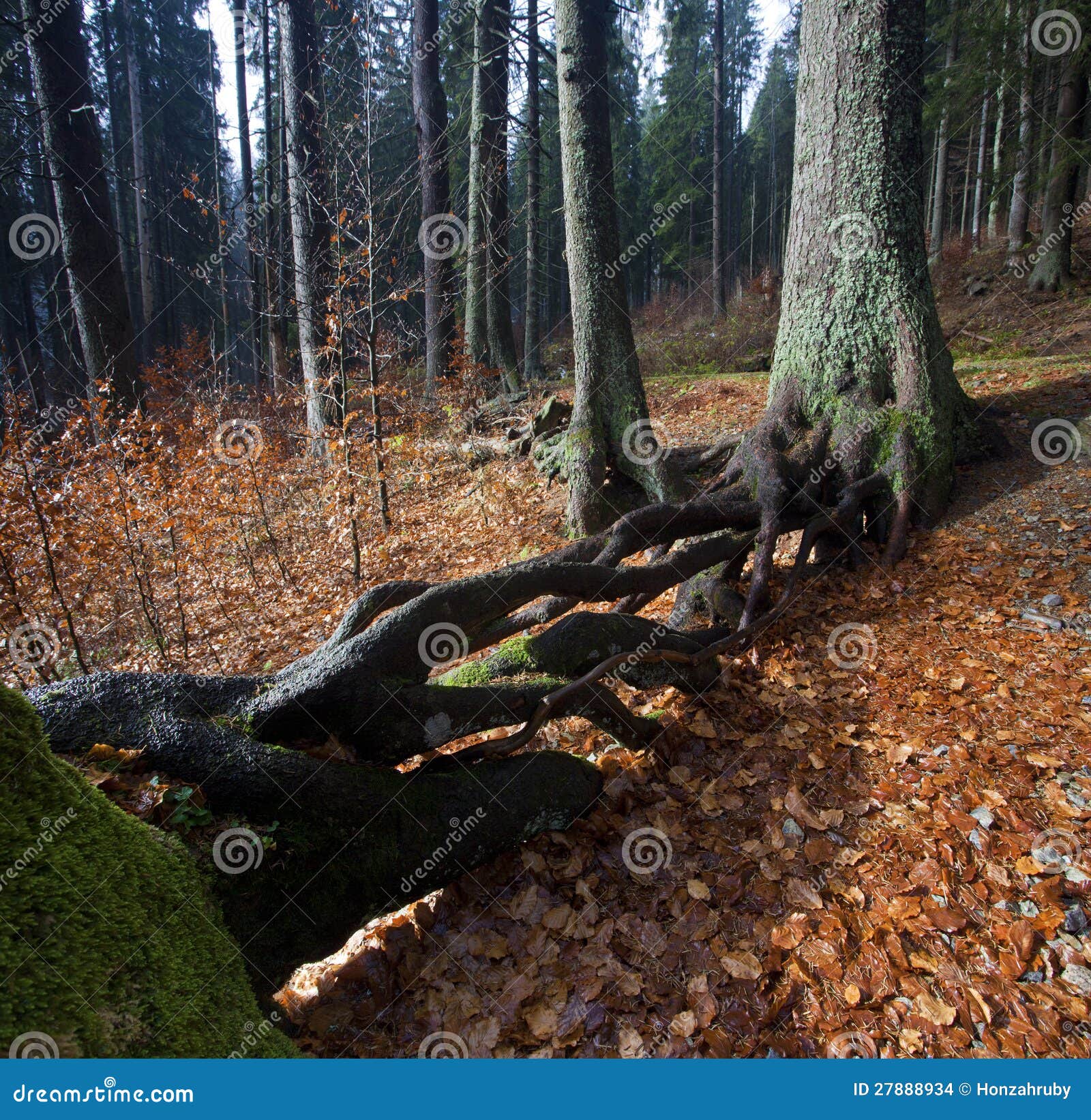 Tangled Roots in Autumn Forest Stock Photo - Image of mist, mystery ...