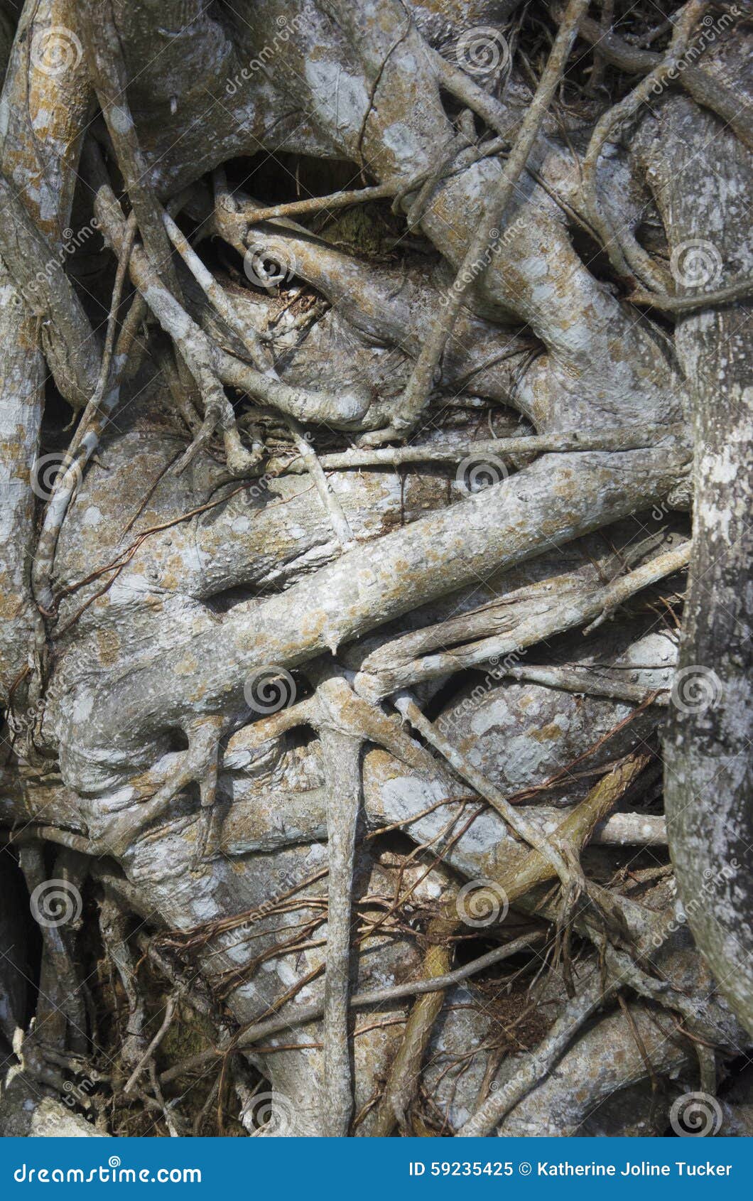 Tangled Roots Background stock image. Image of vine, bark - 59235425