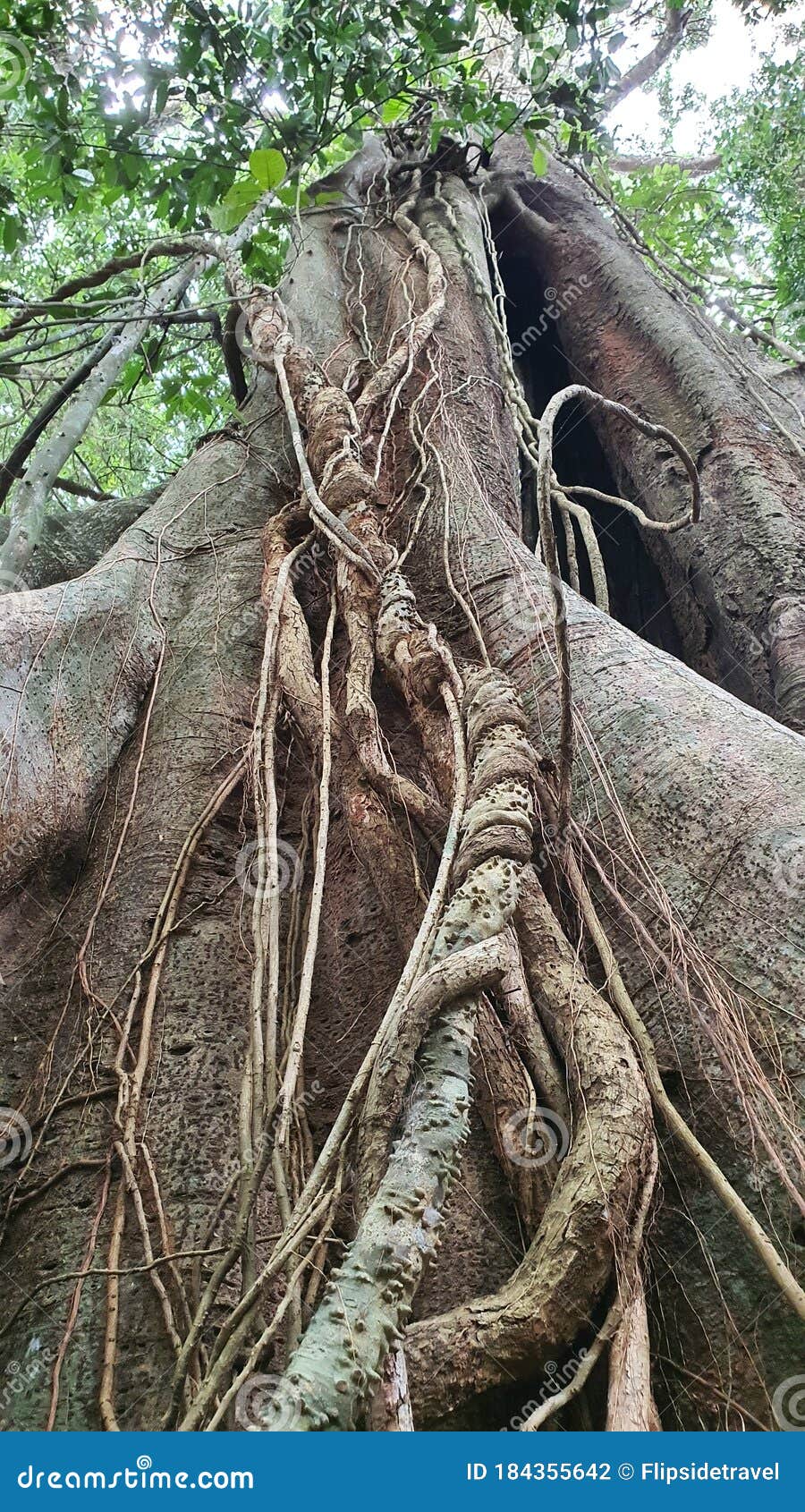 Roots Of The Giant Ficus Tree Ficus Macrophylla In The Garden Of ...