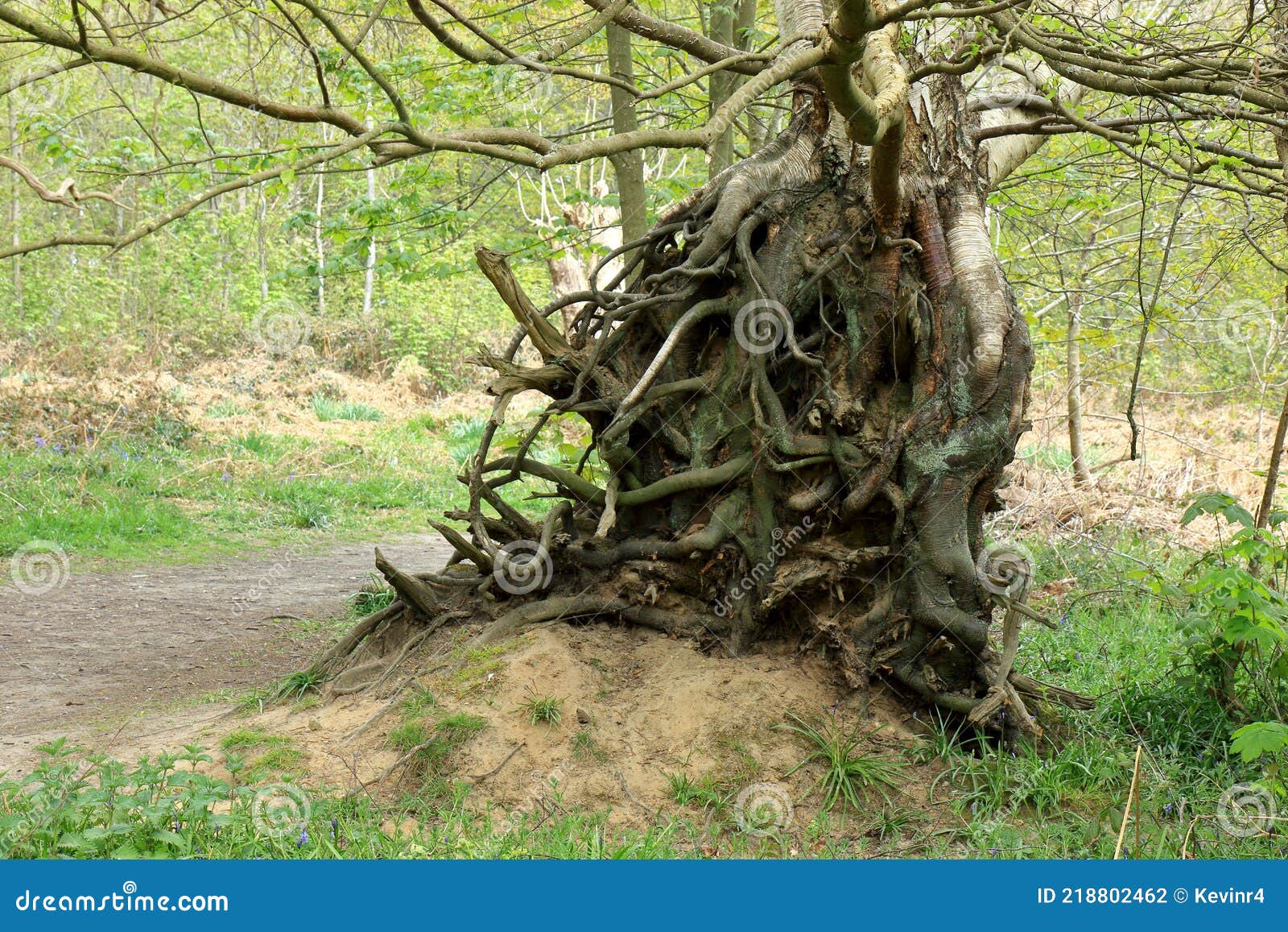 Tangled Roots of an Old Fallen Tree in Ashenbank Woods Stock Photo ...