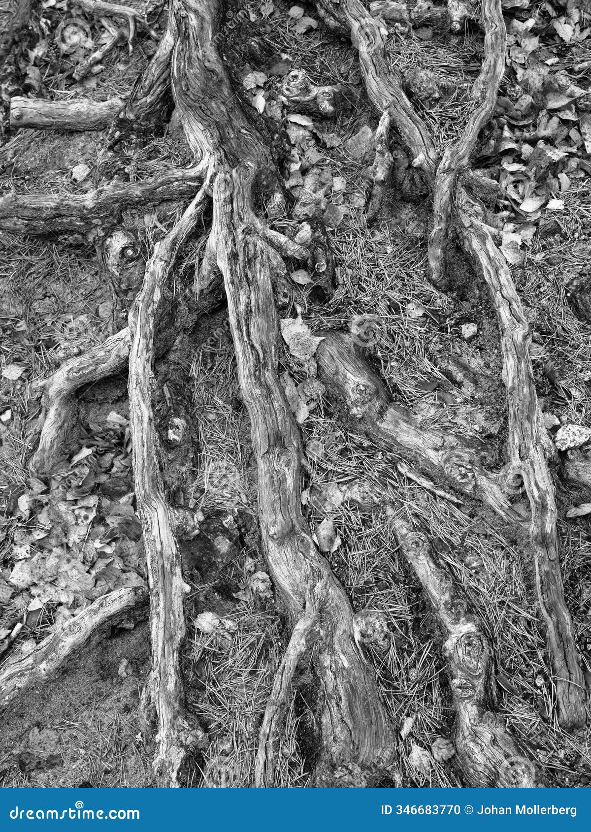 Tangled Roots Royalty-Free Stock Image | CartoonDealer.com #123609250