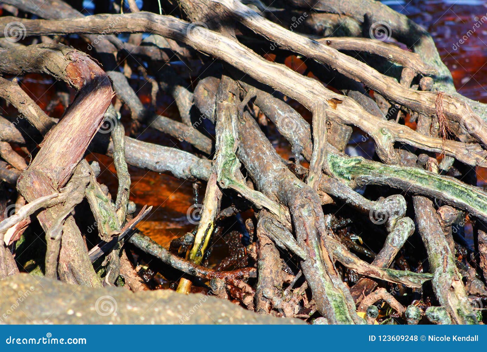 Tangled Roots Royalty-Free Stock Image | CartoonDealer.com #123609250