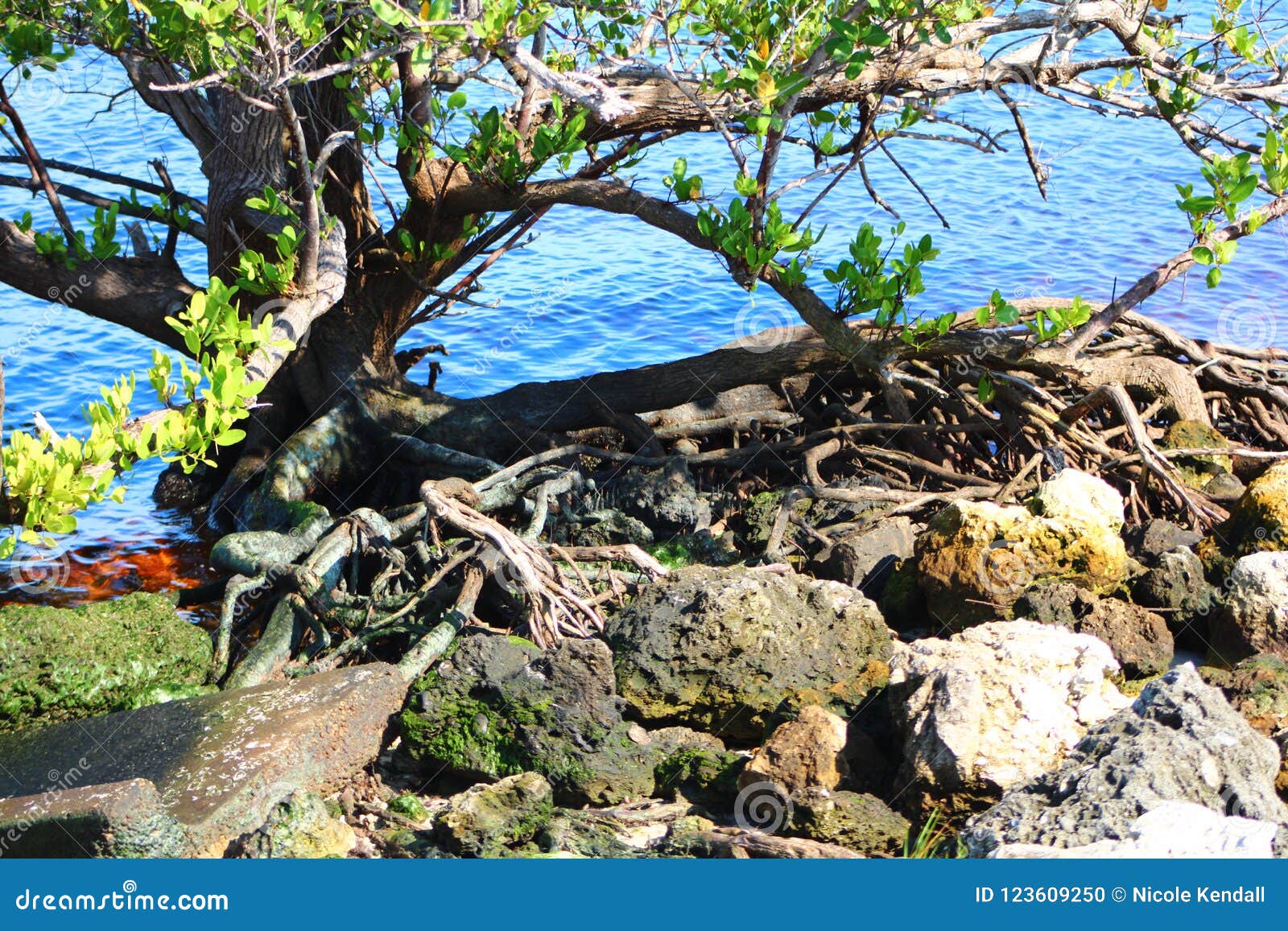 Tangled Roots Royalty-Free Stock Image | CartoonDealer.com #123609250