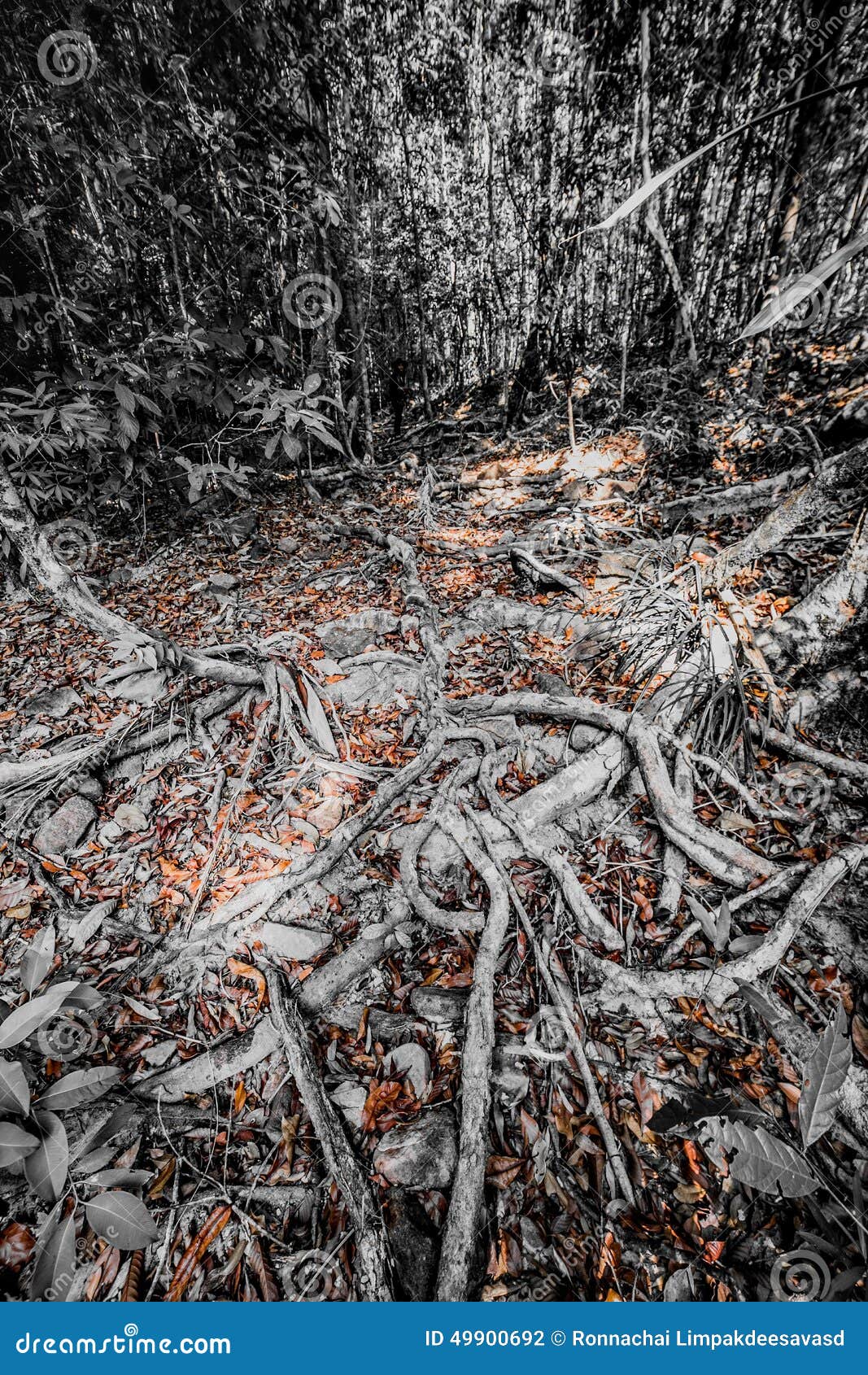 The tangled roots stock photo. Image of order, floor - 49900692