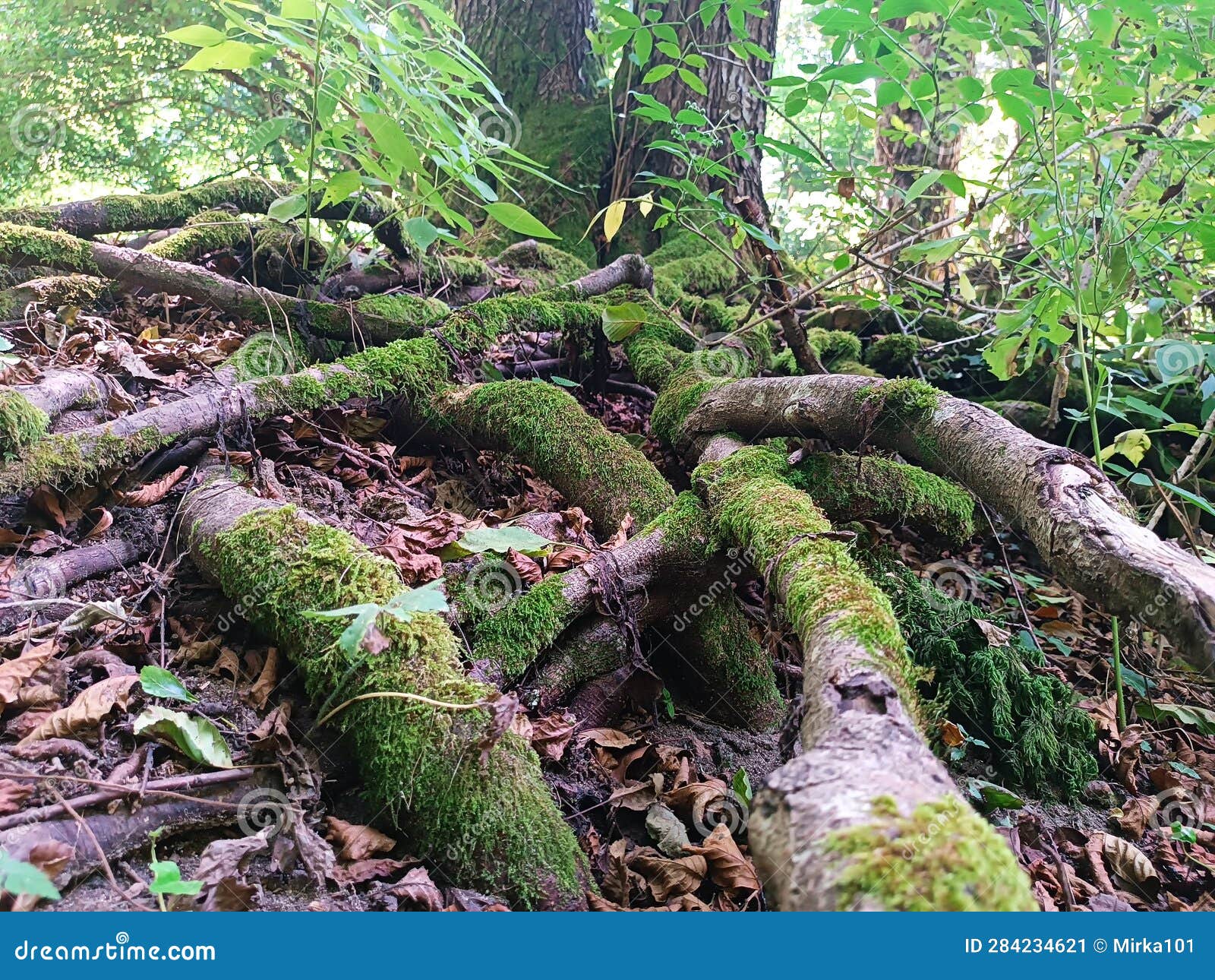 Tangled Roots of the Tree in the Undergrowth, Covered with Moss Stock ...