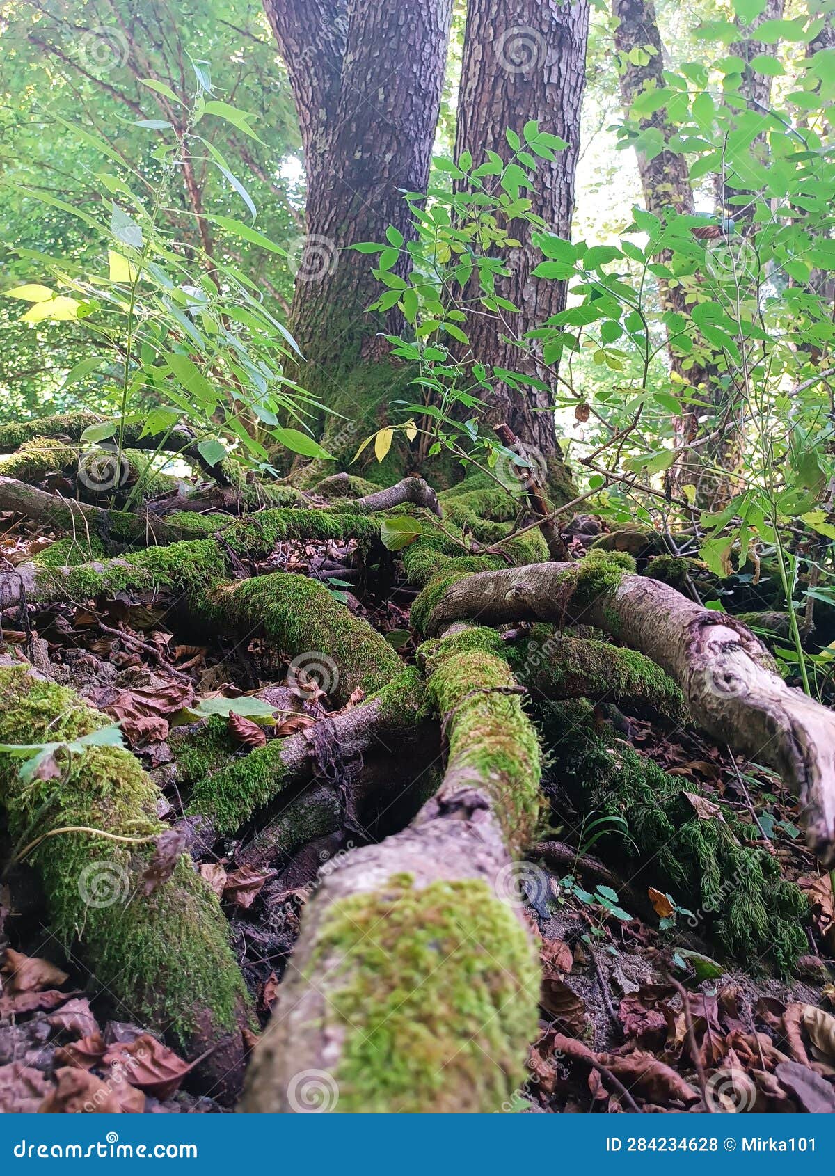 Tangled Roots of the Tree in the Undergrowth, Covered with Moss Stock ...