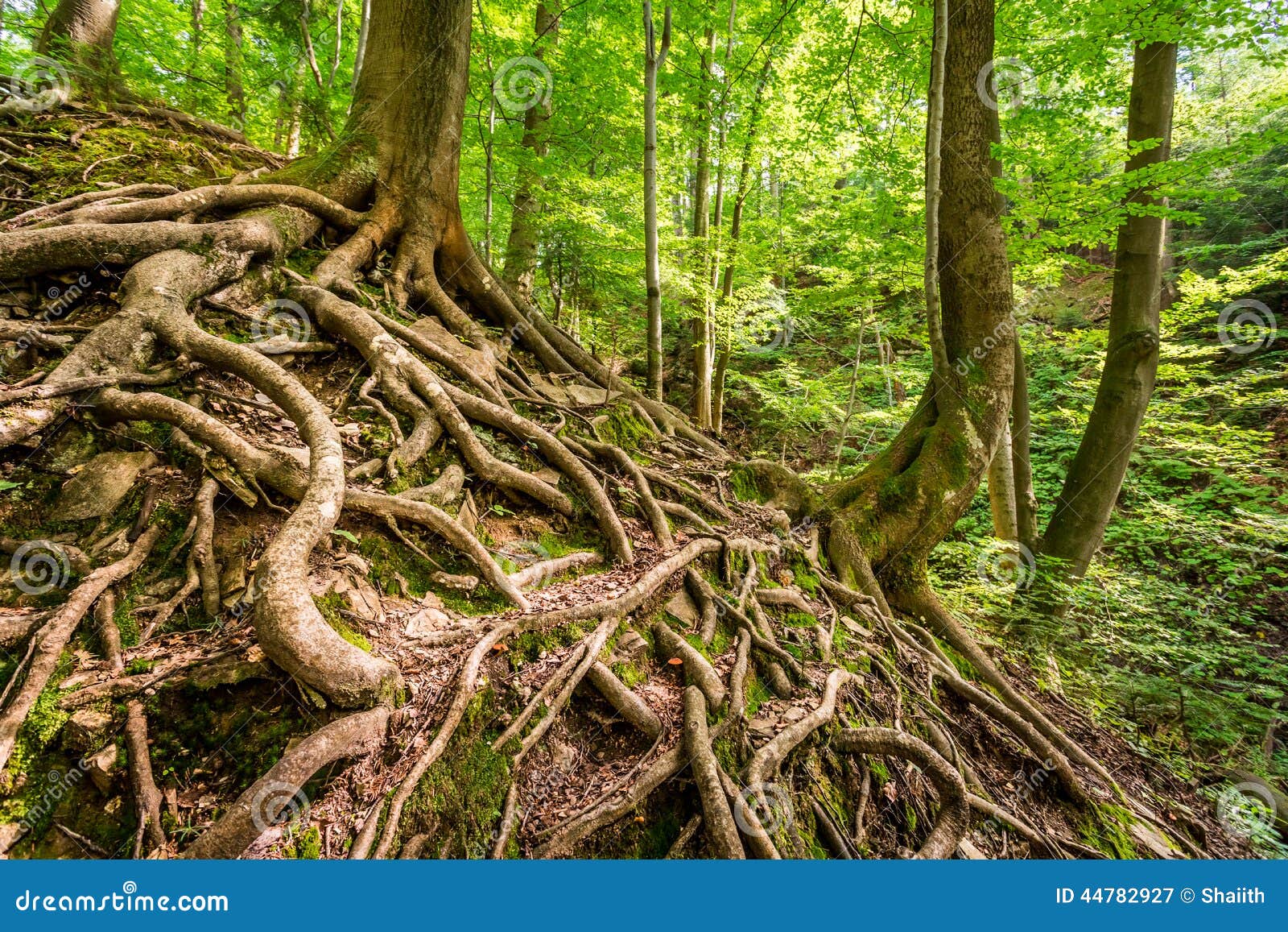 Tangled Roots of Trees in the Forest Stock Image - Image of beauty ...