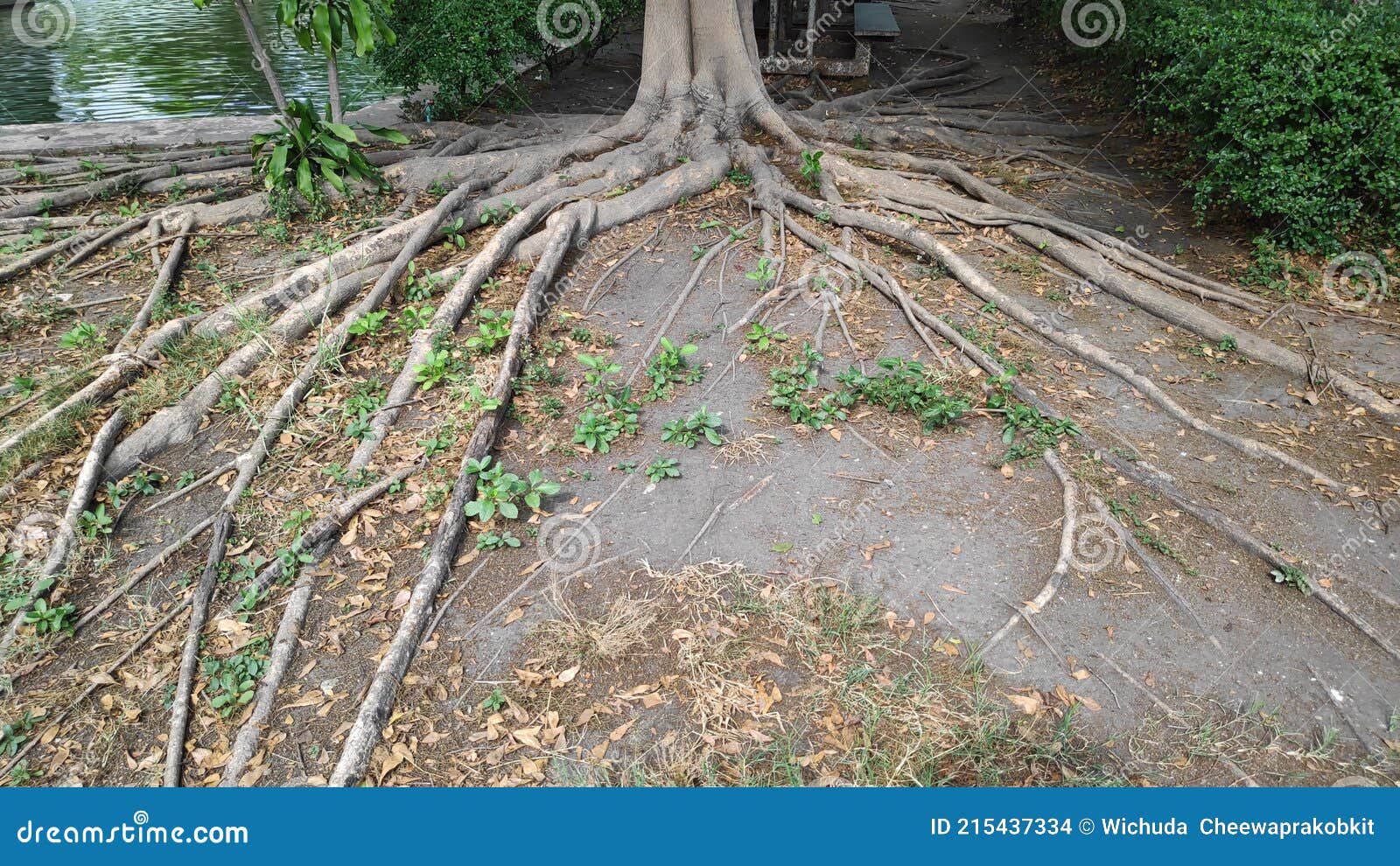Tangled Roots of Trees in the Park. Stock Photo - Image of dirt ...