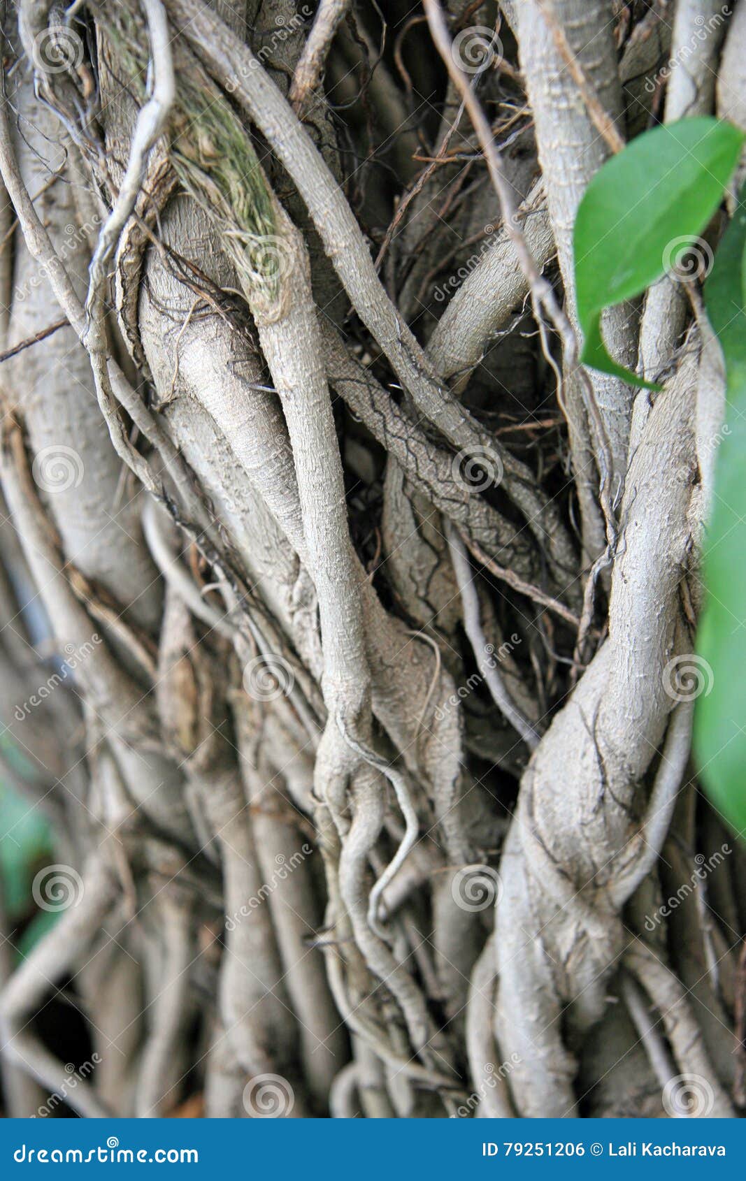 Tangled roots stock photo. Image of nature, trees, vines - 79251206