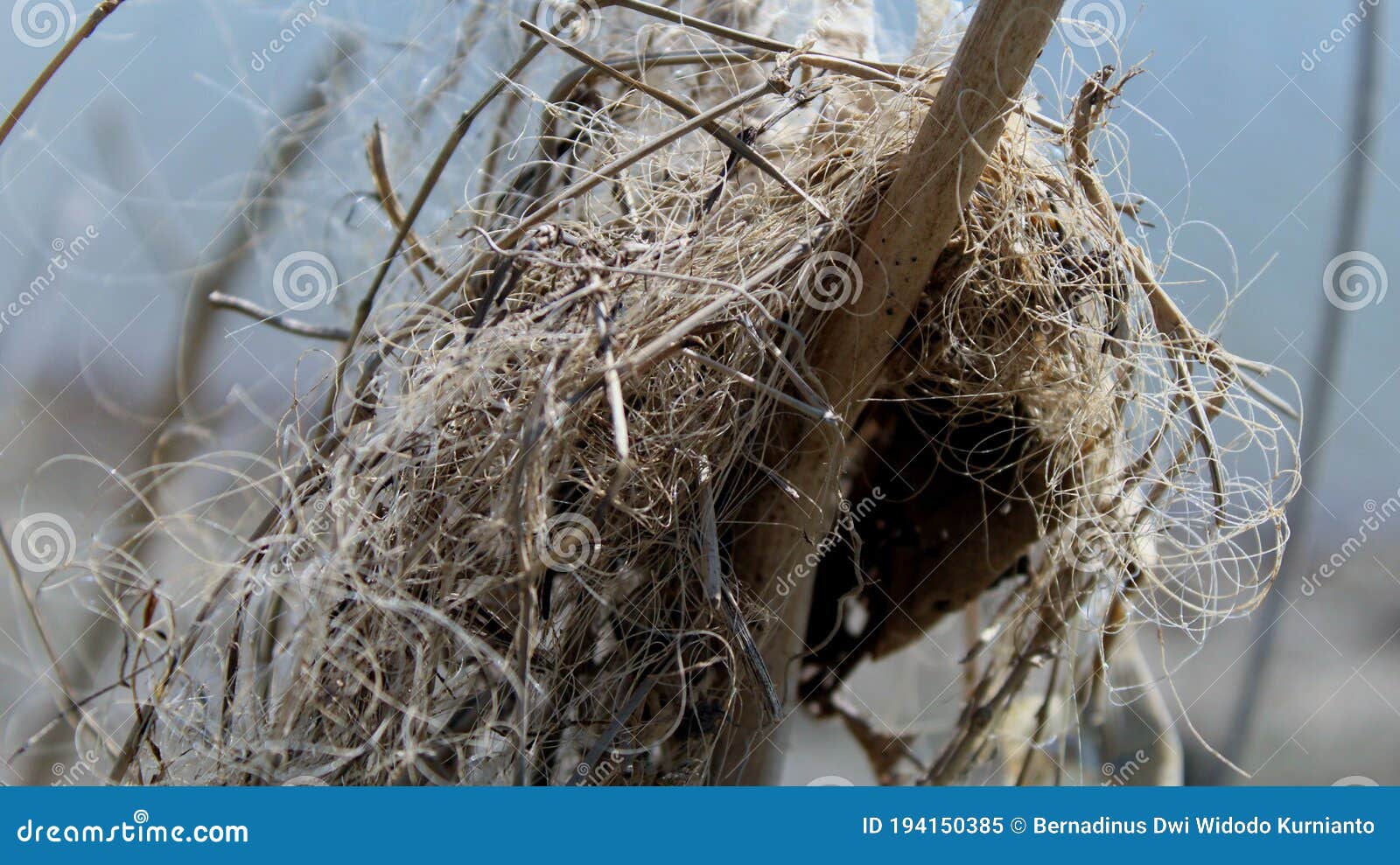 Tangled strings stock image. Image of fish, broken, tree - 194150385