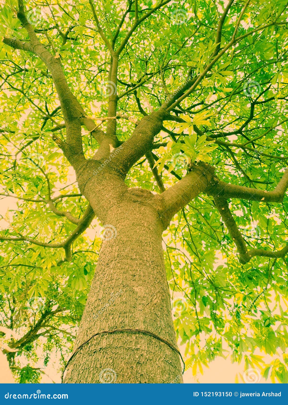 Tangled stock photo. Image of tree, branches, nature - 152193150