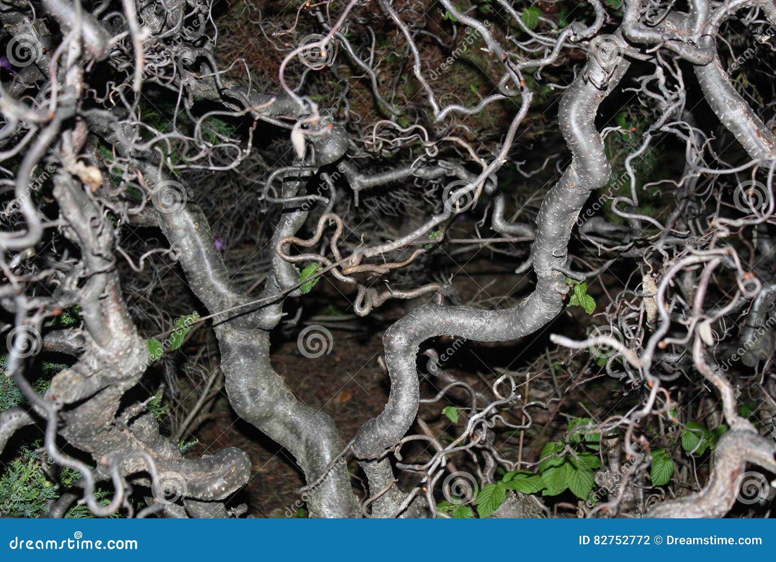 Tangled in Thorns stock photo. Image of tangle, tangled - 82752772