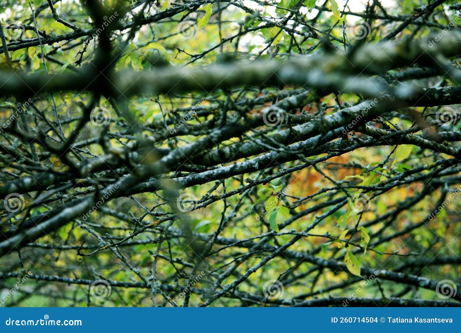 Tangled Tree Branches in Autumn in the Forest Stock Photo - Image of ...
