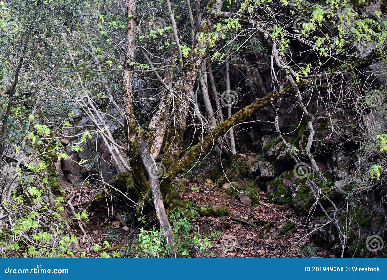 Tangled Tree Branches and Rocks in a Forest Stock Photo - Image of ...