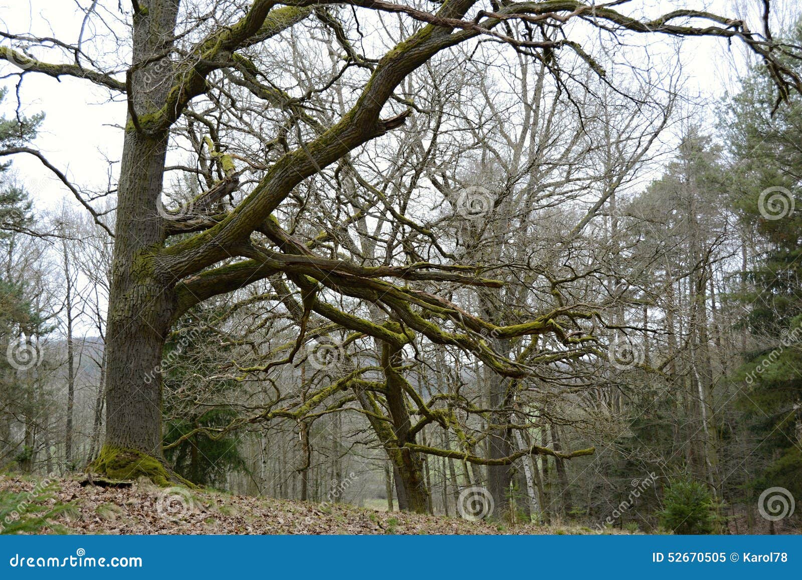 Tangled Tree Root Growing Into The Water. Stock Photo | CartoonDealer ...
